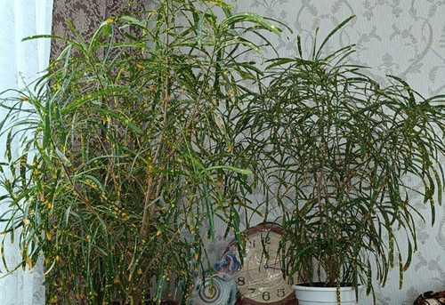 Узколистный кротон(кодиеум)комнатное растение