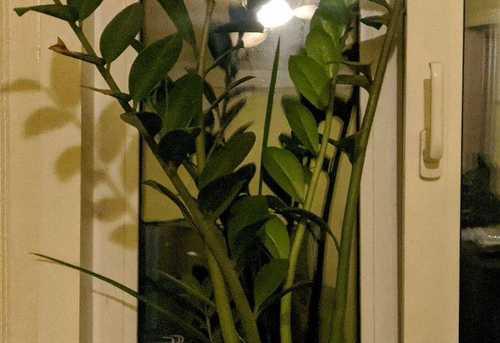 Замиокулькас