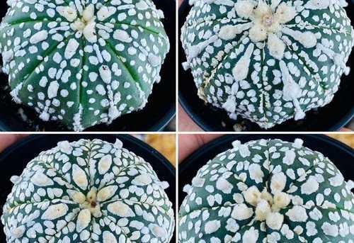 Редкие кактусы Astrophytum в ассортименте