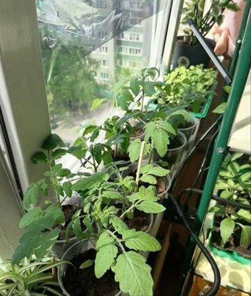 Рассада комнатных помидоров балконное чудо