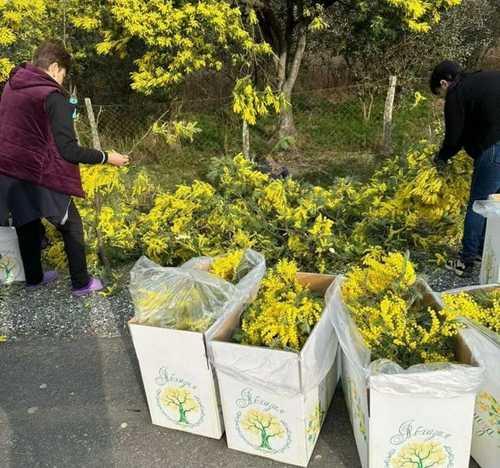 Мимоза оптом из Абхазии