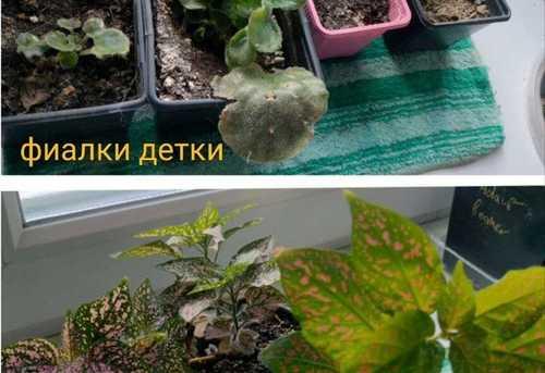 10 растений вместе