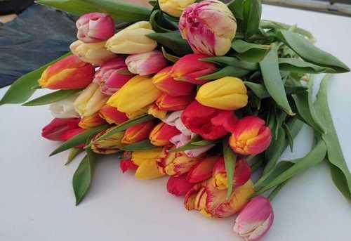 Тюльпаны к 8 марта, продажа остатков