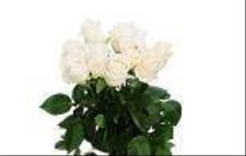 Букет из 9 белых роз, цветы доставка