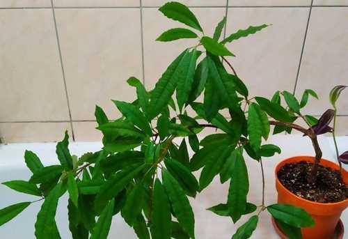 Фикус формозана/Ficus formosana
