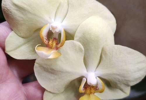 Орхидея фаленопсис Yara Bright. Домашняя