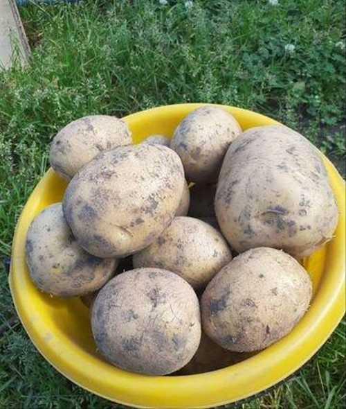 Продам картофель свежий урожай