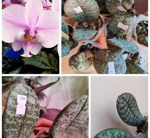 Орхидея фаленопсис Шиля Шиллериана