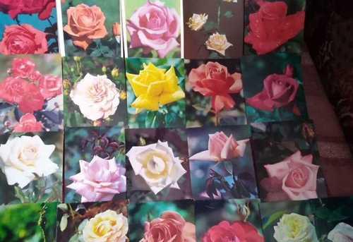 Открытки СССР цветы розы и другие фото Матанова