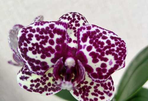 Орхидея фаленопсис Wild Cat (Дикий кот)
