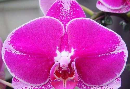 Орхидея фаленопсис подзаказ