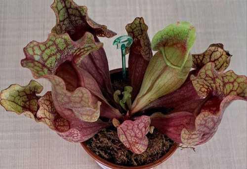 Хищные растения: Саррацении Venosa Red и Пурпурная