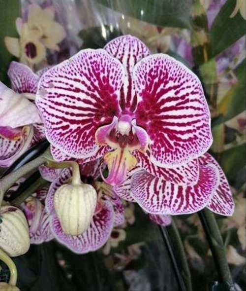 Орхидея фаленопсис Black stripes