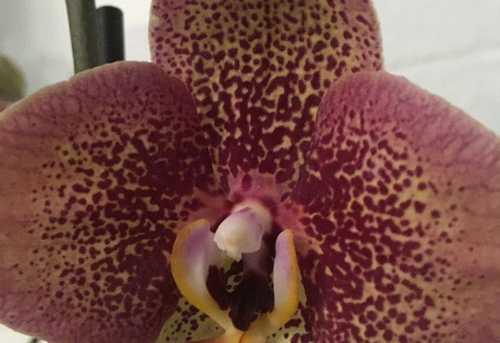 Орхидея фаленопсис Тулон