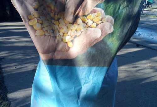 Элитные семена кукурузы