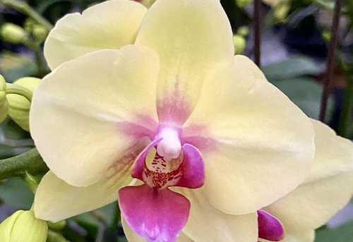Орхидея фаленопсис зацветает