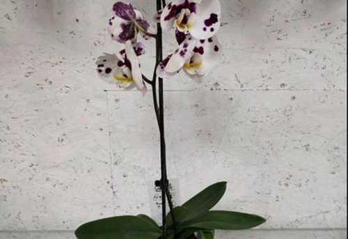 Орхидея фаленопсис начинают отцветать