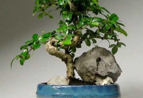 Бонсай Кармона (чайное дерево), дерево процветания