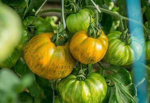 Семена томатов селекции