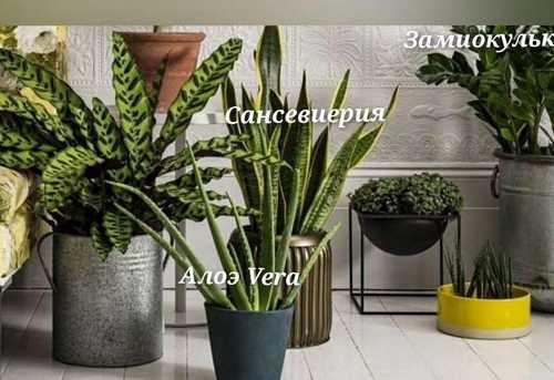 Комнатные растения для интерьера