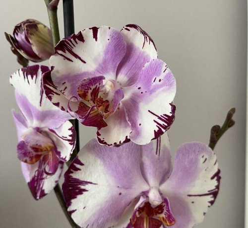 Орхидея Magic Art