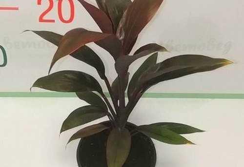 Кордилина Танго, комнатные растения
