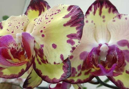 Орхидея фаленопсис Микки Кроун Miki Crown