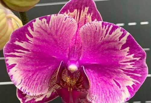 Орхидея Phal. I-Hsin Camile