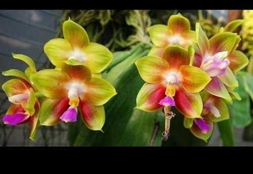 Орхидея Joy Spring Canary New Ranbow
