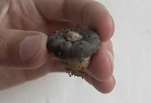 Кактус Frailea castanea v. nitens