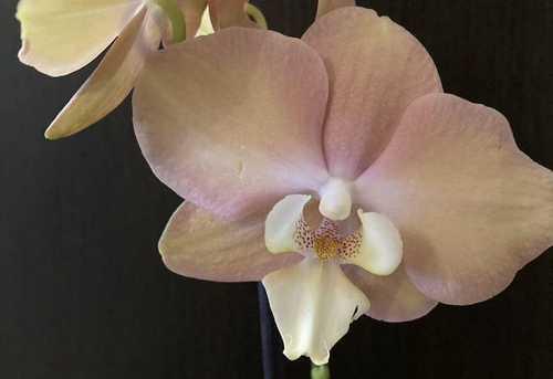Орхидея фаленопсис детка New- Легато