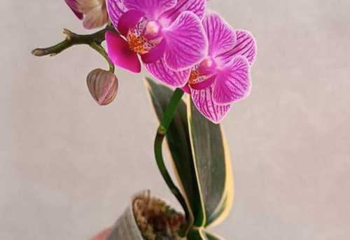 Мини орхидея - Сого Вивьен