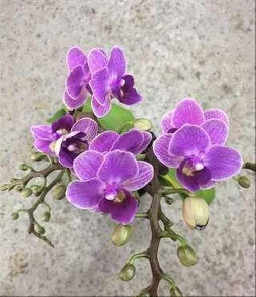 Орхидея фаленопсис Виолет Квин