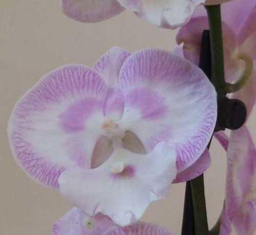 Орхидея фаленопсис биг лип Алладин