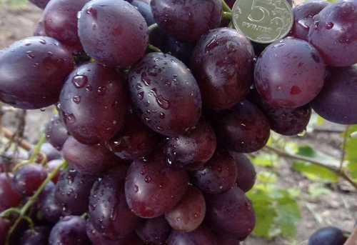 Саженцы виноград низина