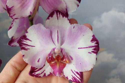 Орхидея Magic art (Мэджик арт).Цветет.Отправляю