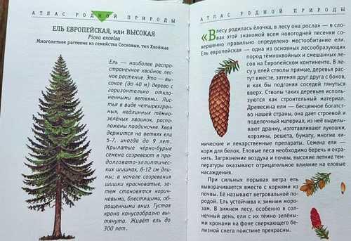 Ботанические книги растения леса, города
