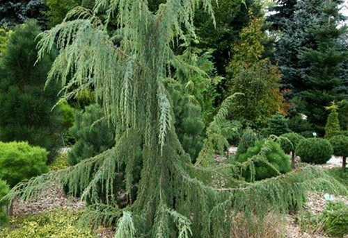 Juniperus communis Horstmann 120-130см