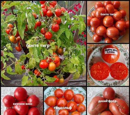 Семена томатов гномов для ог, парников и горшечные
