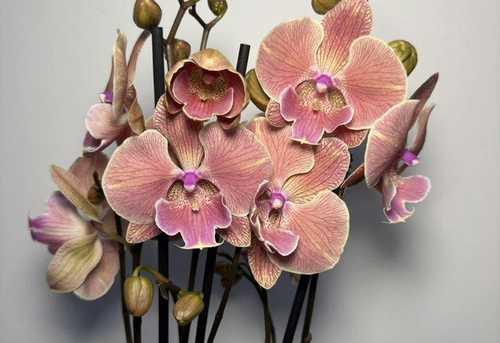 Орхидея фаленопсис биглип