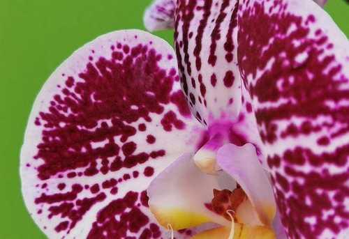 Орхидея фаленопсис бабочка, биглип, новая поставка