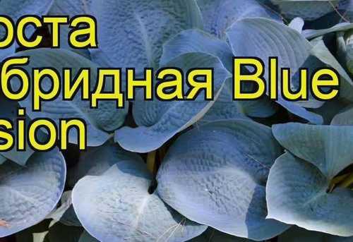 Хоста гибридная Блю Вижн -Hosta Blue Vision