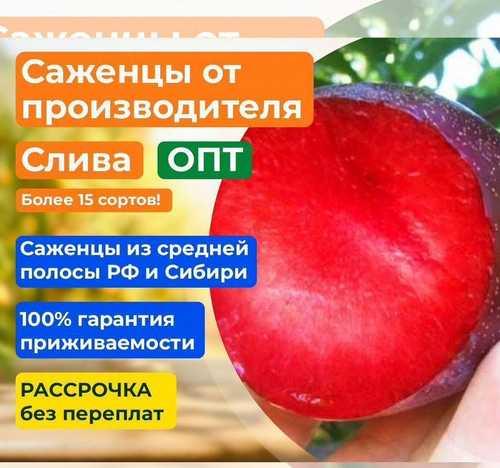 Саженцы сливы. Оптом. окс