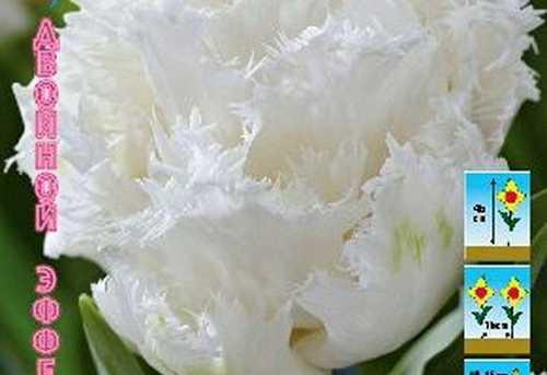 Луковицы тюльпанов махровый-бахромчатый Уайт Айс