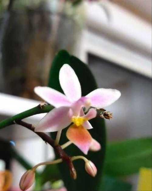 Орхидея фаленопсис эквестрис