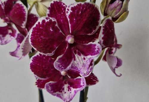 Орхидея биглип