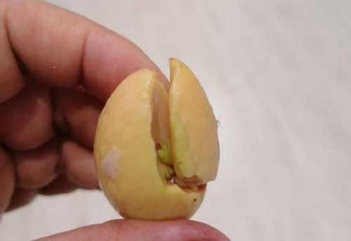 Косточка авокадо с ростком