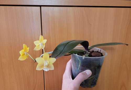 Орхидея фаленопсис Yellow Chocolate