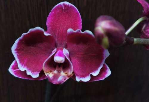 Орхидея фаленопсис каменная роза