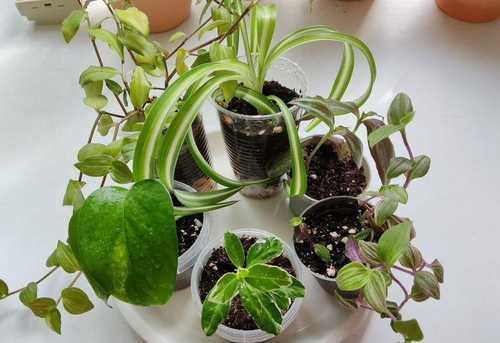 Набор 6 растений
